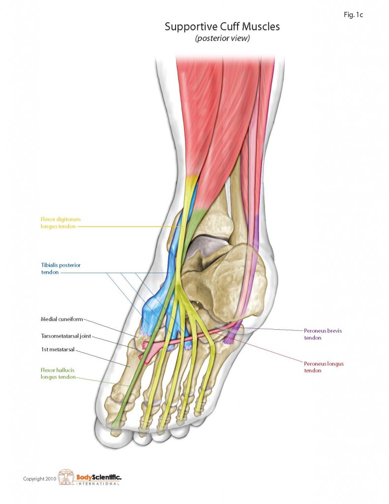 Video Tutorial #203 The Foot Supination To Pronation Roll-Press ...