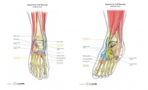 Video Tutorial #200 Video Tutorial #200 Can You Pass The Foot Ankle Toe ...